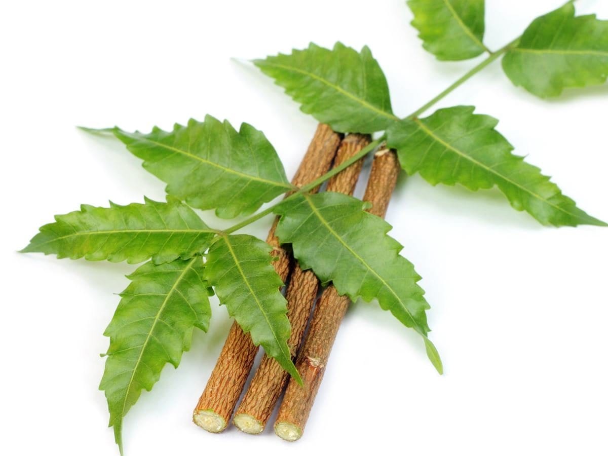 12 Amazing Health Wonders Of The Neem Tree 12 Amazing Health Wonders Of The Neem Tree